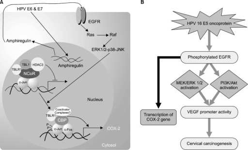 Schematic Of Pathway Where Human Papillomavirus Hpv 16 E5 E6 And E7